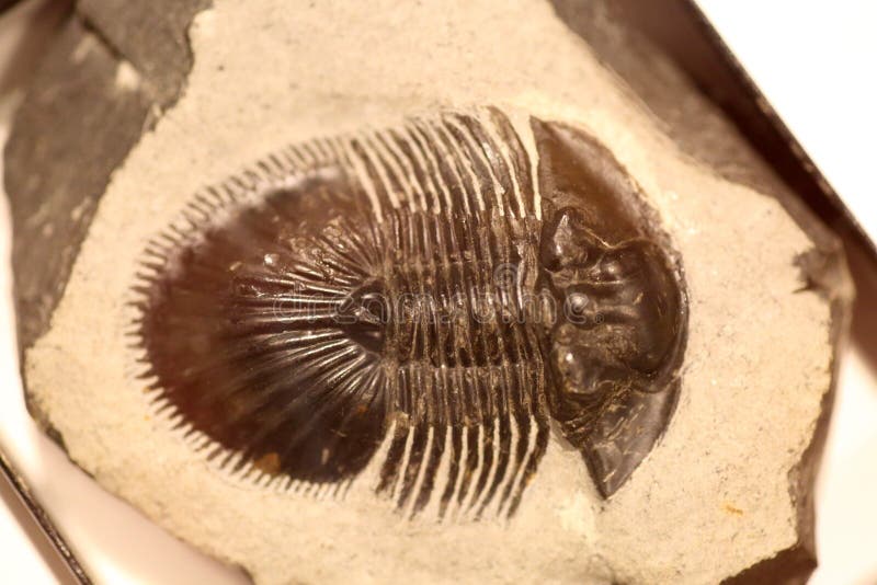 Trilobite Fossil (Cheirurus Ingricus) Stock Photo - Image of crinoid ...
