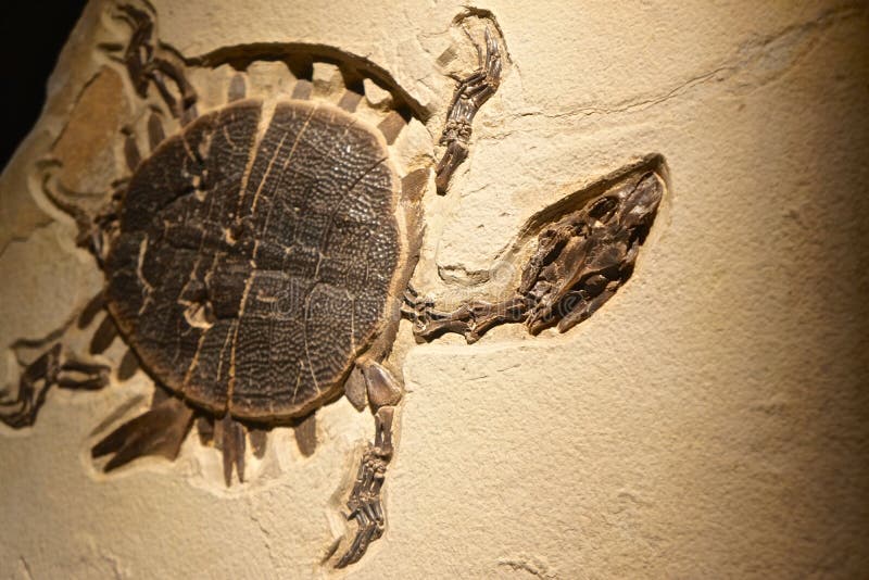 Turtle Fossil stock image. Image of archeology, fossil - 2708827