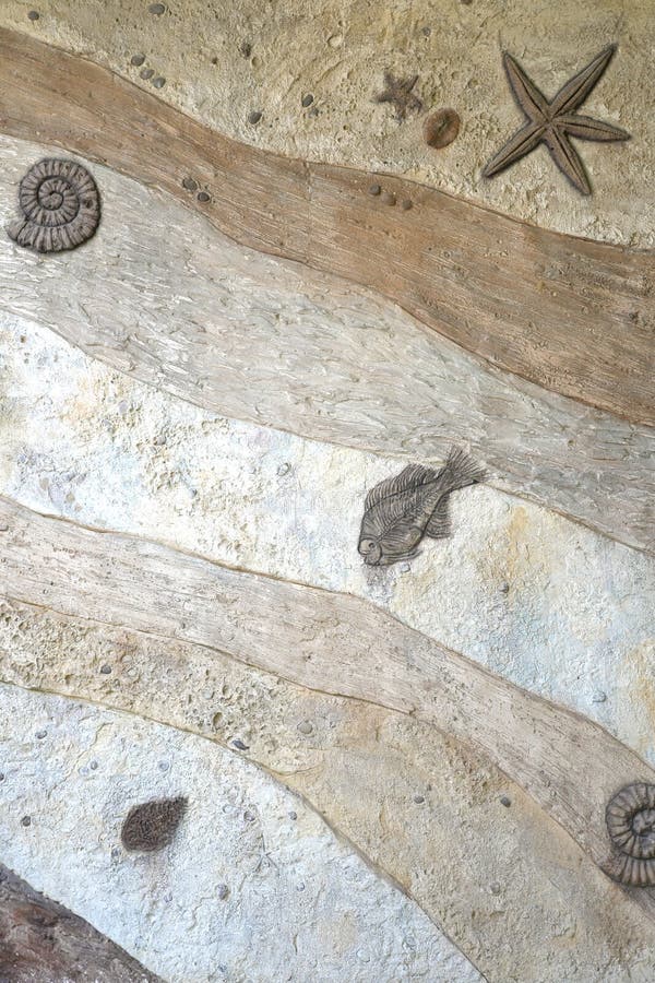 Fossil Wall Texture Background Stock Image - Image of animal, aged ...