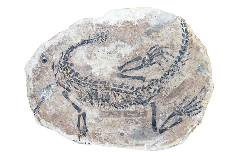 Fossil on white stock photo. Image of geology, detail - 45682204