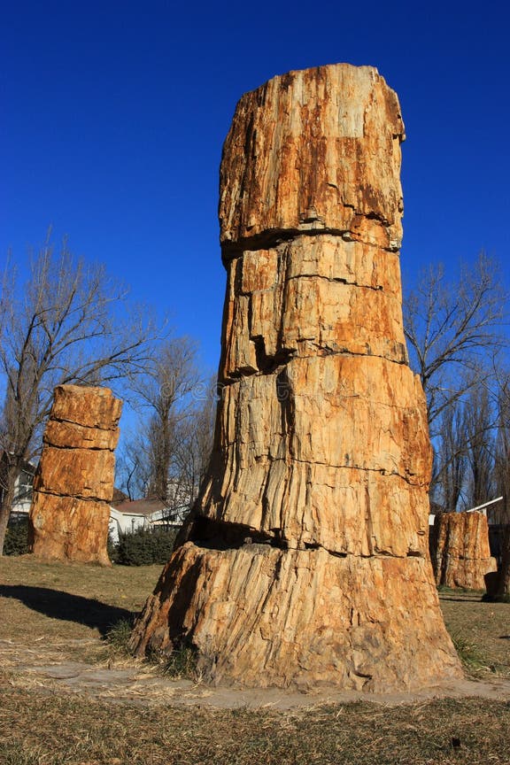 Fossil wood stock photo. Image of times, character, geologically - 18792618