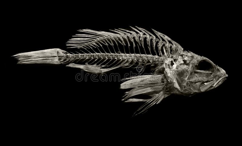 Fossile Dévonien De Poissons Photo stock - Image du fermer, mort: 38909302