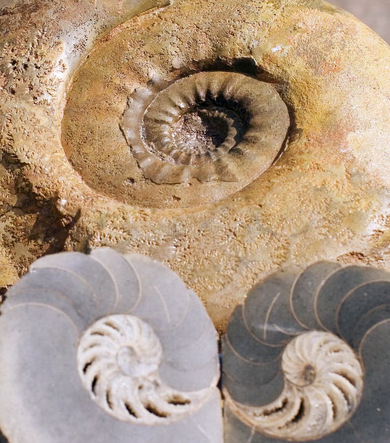 Ammonite fossile photo stock. Image du fossile, ammonite - 16463494