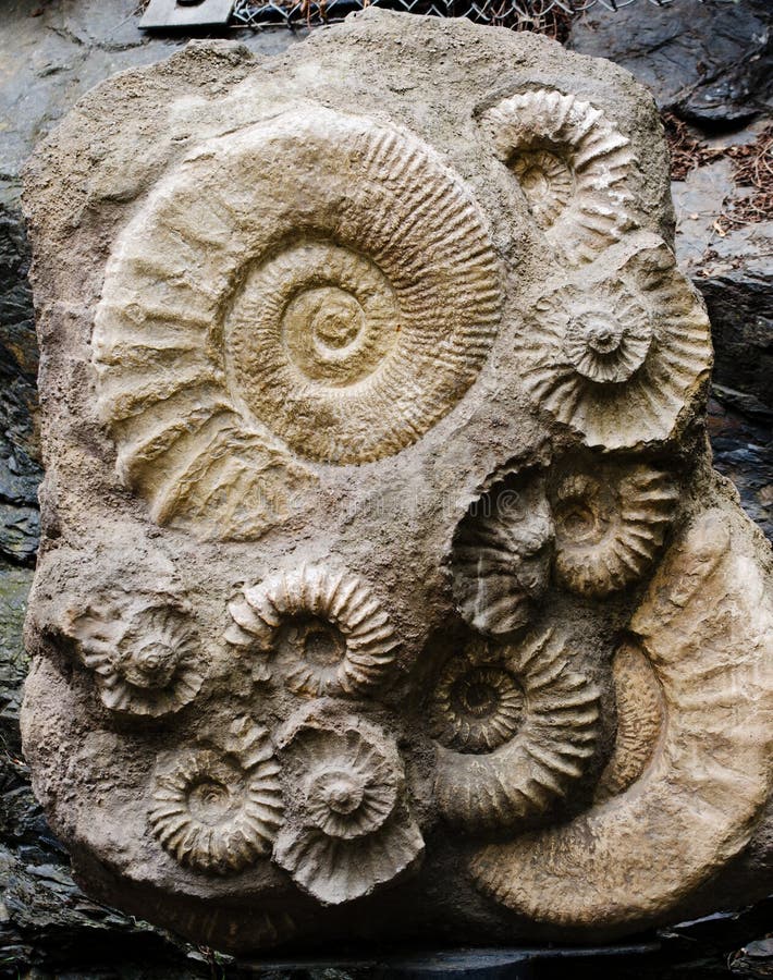 Fossiles d'ammonite photo stock. Image du roche, pierre - 1503172