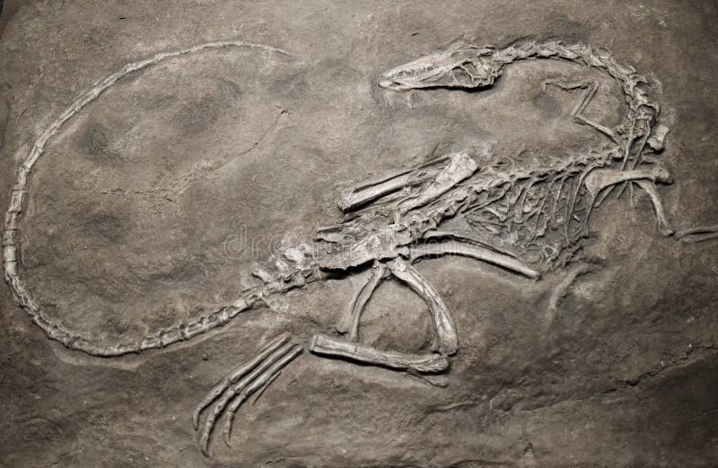 Fossile de Dino image stock. Image du brun, paléontologie - 91458027