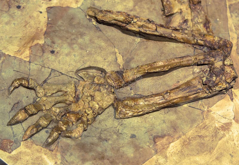 Fossile De Dinosaure - Eryosuchus Image stock éditorial - Image du ...