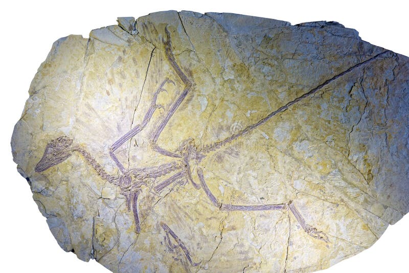 Fossile de dinosaure photo stock. Image du vieux, faune - 92098876