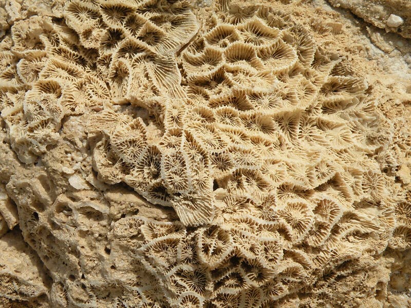 Lithostrotionella De Corail Fossile Photo stock - Image du roche, brun ...
