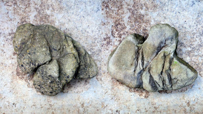 Fossilised Dinosaur Dropping Stock Image - Image of reptile, dropping ...