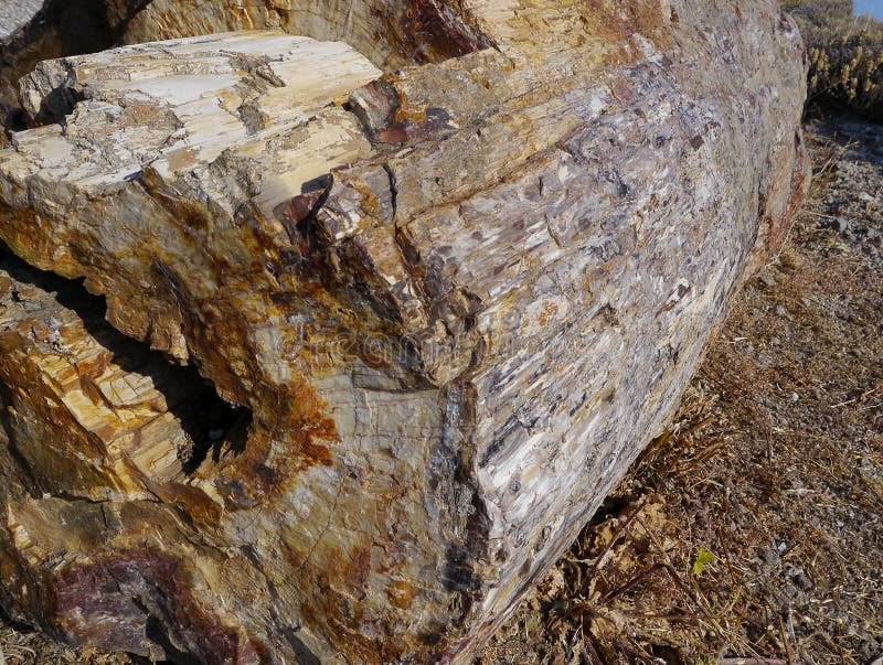 Fossilised Tree in African Desert Stock Image - Image of sudan ...