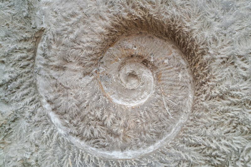 A Fossilized Ammonite Embedded in a Rough, Textured Stone Surface ...