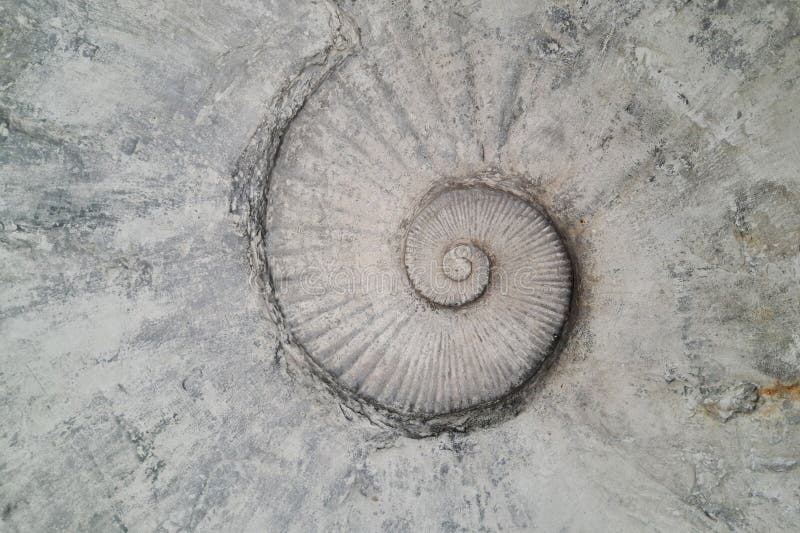 Fossilized Ammonite Shell Intricate Spiral Pattern Stock Photos - Free ...