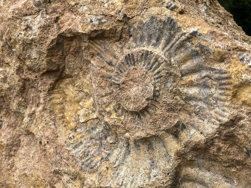 Fossilized Ammonite with Pyrite Mineralization Stock Image - Image of ...