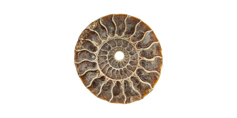 Fossilized Ammonite with Pyrite Mineralization Stock Image - Image of ...