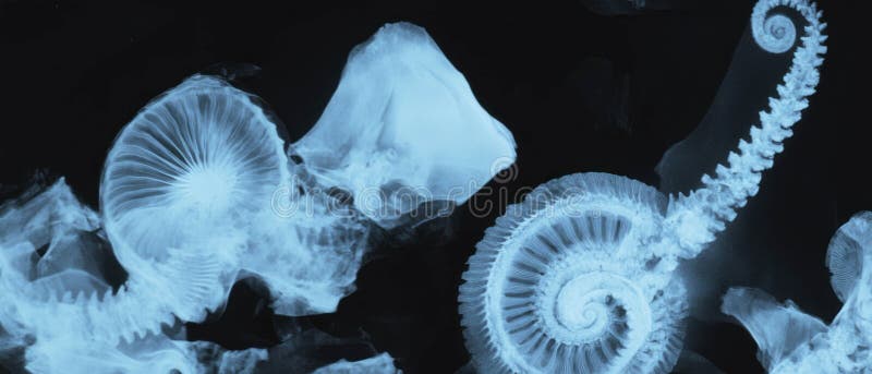 Fossilized Ammonite and Spiral Shell Revealed in X-ray of Ancient Life ...