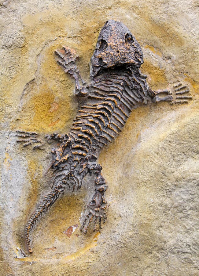 Fossilized Animal - Reptile Fossil Stock Photo - Image of detail ...