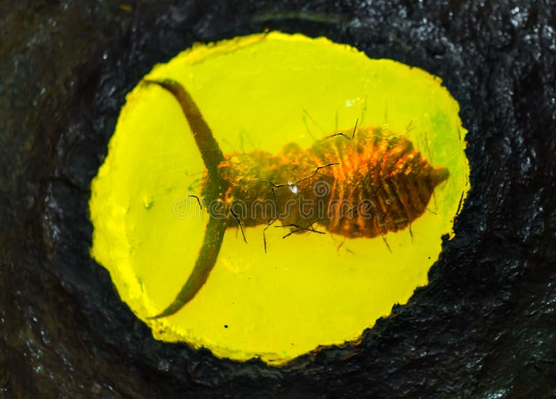 Fossilized Baltic Amber with Insect Inside . Stock Photo - Image of ...