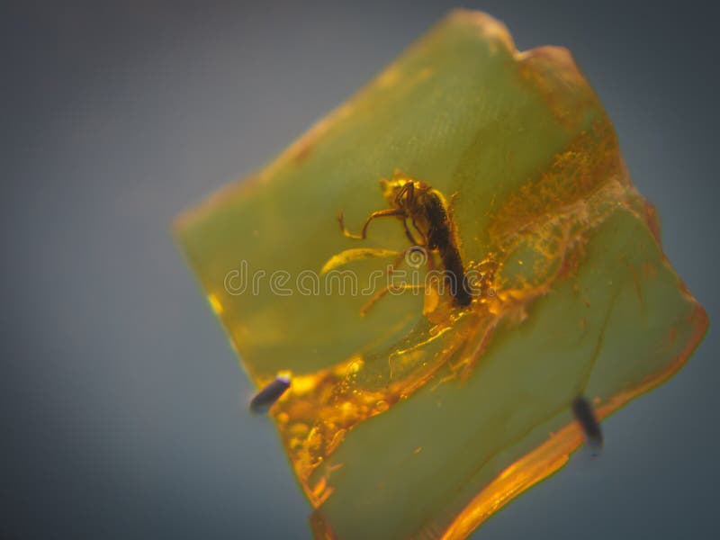 Fossilized Baltic Amber with Insect Inside Stock Photo - Image of ...