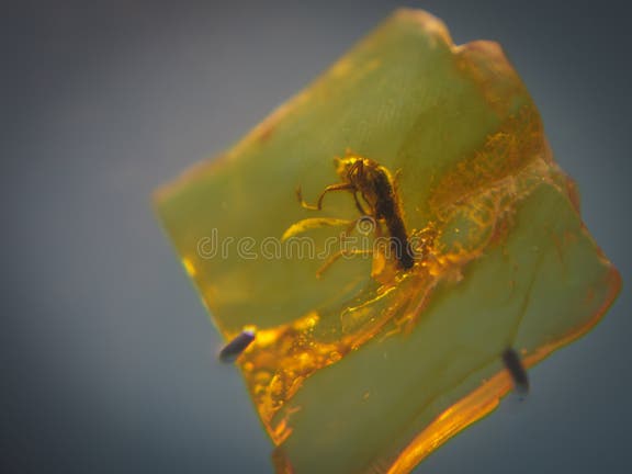 Fossilized Baltic Amber with Insect Inside Stock Photo - Image of ...