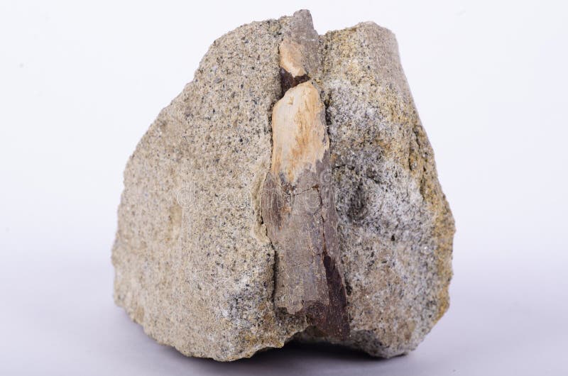 A Fossilized Bone Embedded Rock Stock Image - Image of food, iron ...