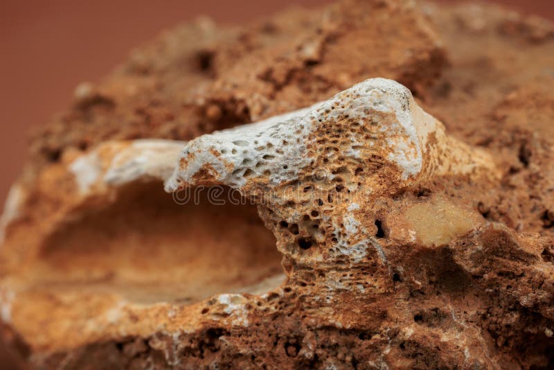 Fossilized Bone Fragment Embedded in Sediment with Porous Texture and ...