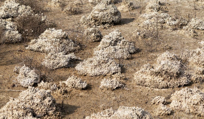 Fossilized Bushes of Plants in Desert Stock Photo - Image of desolate ...