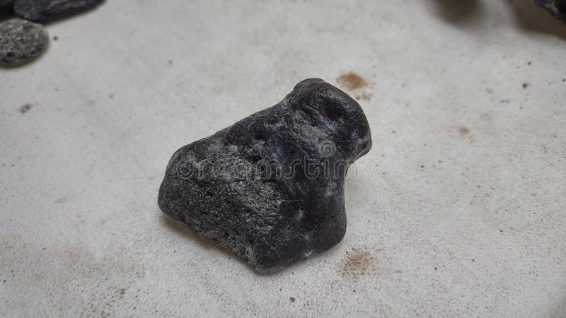 Fossilized dinosaur bone stock photo. Image of fossilized - 226386600