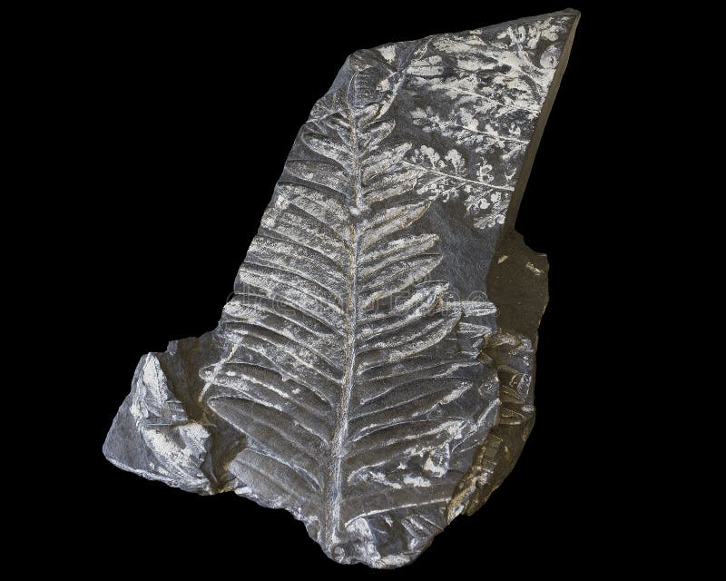Fossilized Fern Leaf Detail in Sedimentary Rock Stock Image - Image of ...