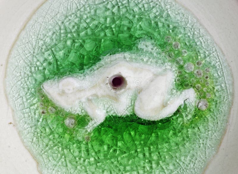 Fossilized green frog. stock photo. Image of preserved - 19583736