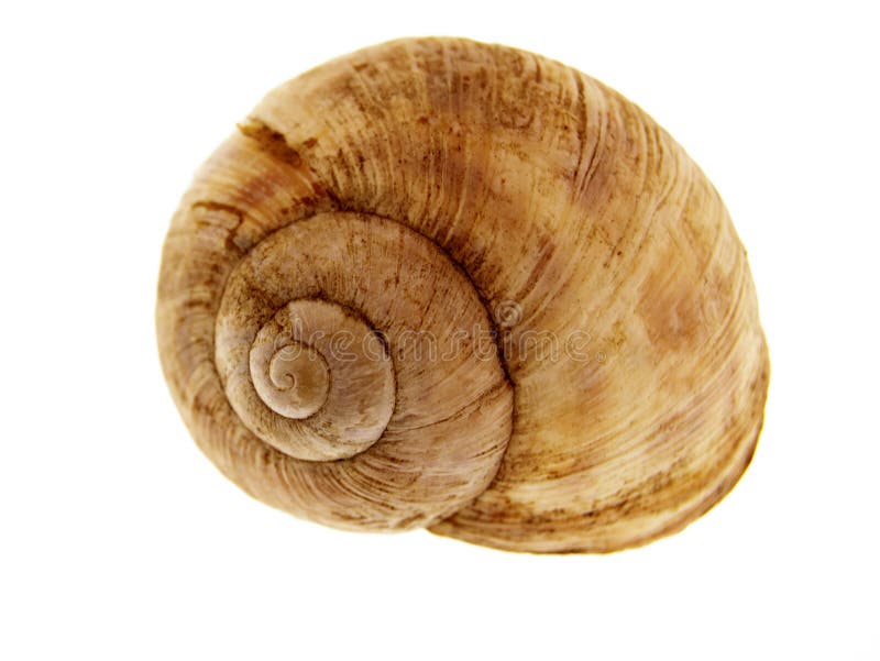 Fossil Coral Lithostrotionella Stock Photo - Image of rocks, brown ...