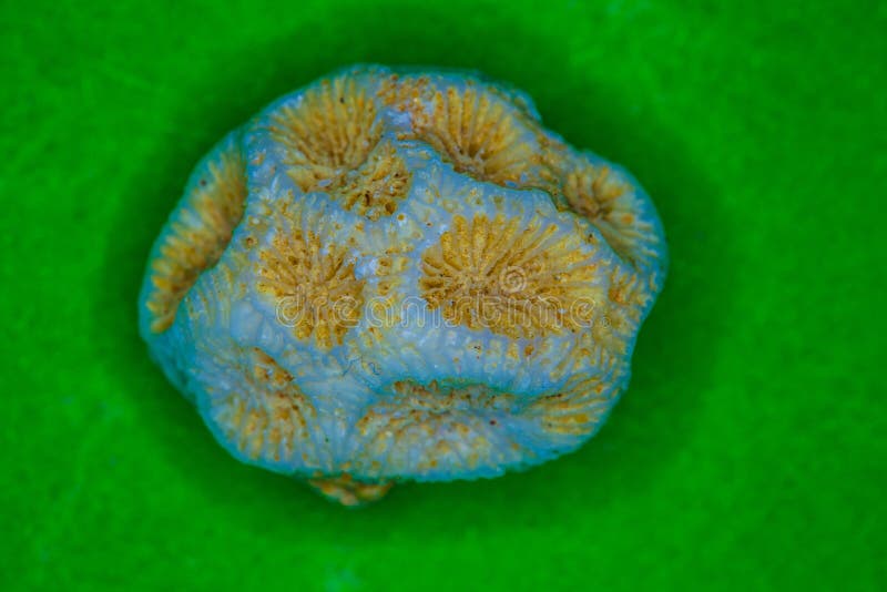 Fossilized Limestone Skeleton Stock Photo - Image of object, green ...