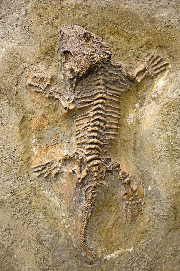 Fossilized lizard stock photo. Image of primeval, times - 76551700