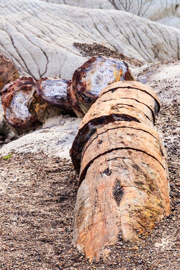 Fossilized Log Broken in Sections, Petrified Forest, Arizona Stock ...
