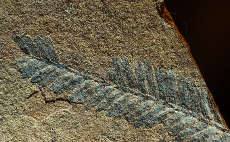 Fossilized Leaf in Sedimentary Rocks Stock Photo - Image of displayed ...