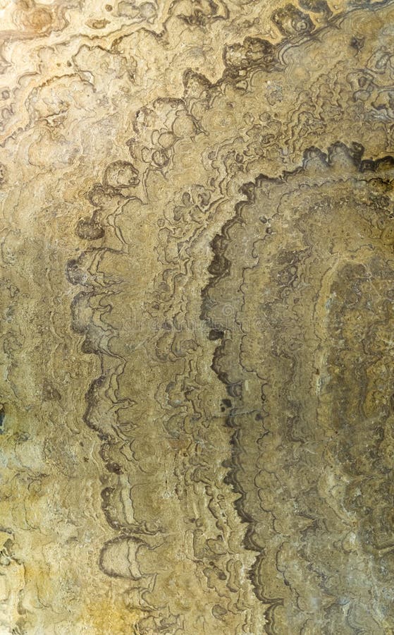 Stromatolite Section Stock Photos - Free & Royalty-Free Stock Photos ...