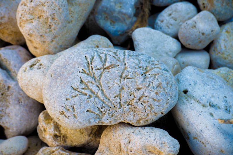 Fossilized Rocks on a Beach Stock Photo - Image of malta, exploring ...