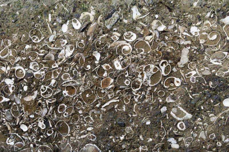 Fossilized Sea Shells in Rock Stock Photo - Image of animals, ground ...