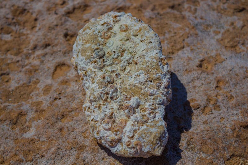 Fossilized Seashells on the Beach Stock Photo - Image of animal ...