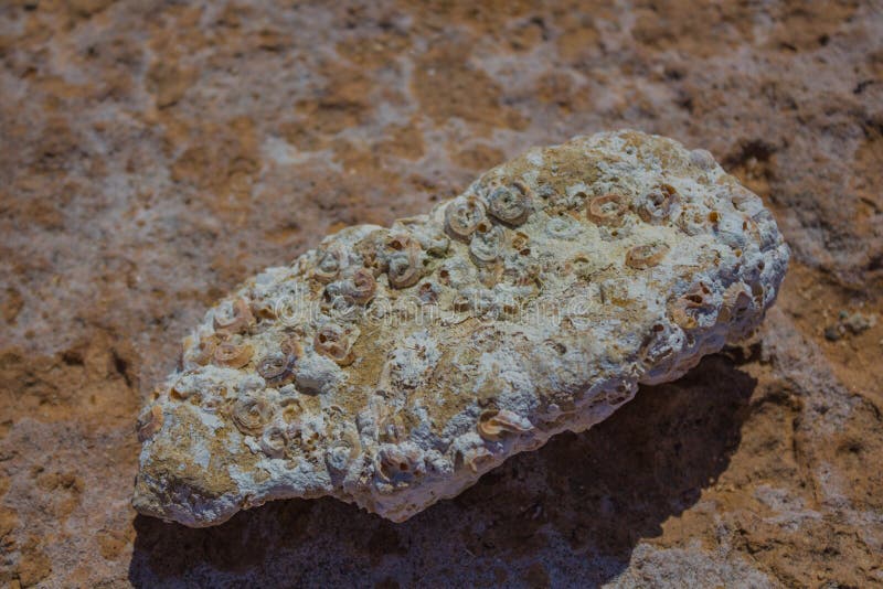 Fossilized Seashells on the Beach Stock Photo - Image of fossilized ...