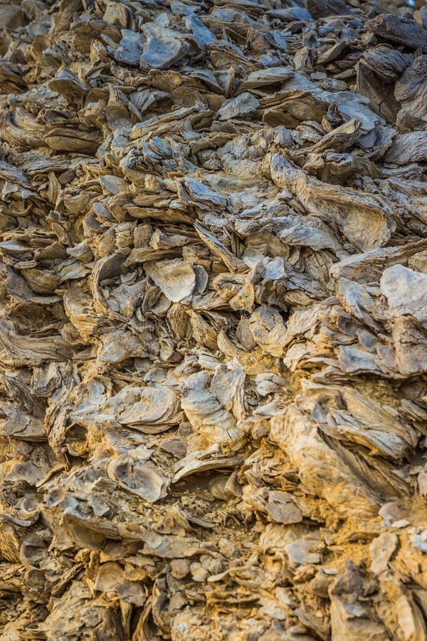 Fossilized Seashells in the Desert. a Hill of Fossilized Seashel Stock ...