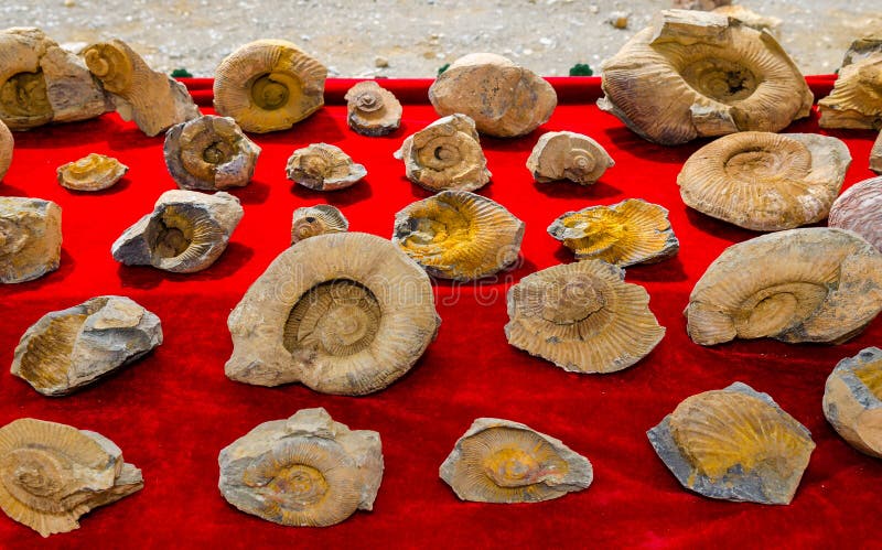 Fossilized seashells stock photo. Image of mountains - 42006162