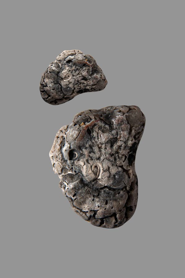 Fossilized Seashells. Sea Stone. Fossil Marine Unusual Object. Simple ...