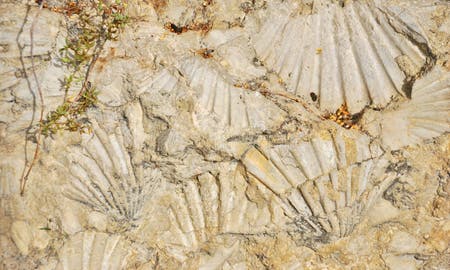 Fossilized shell imprints stock photo. Image of life - 13070128