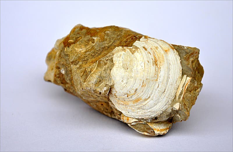 Fossilized shells stock photo. Image of stone, view, shells - 68856234