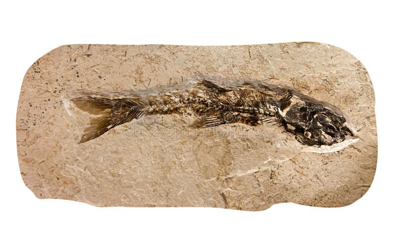 Fossilized Skeletal Remains of Fish Stock Photo - Image of stone ...