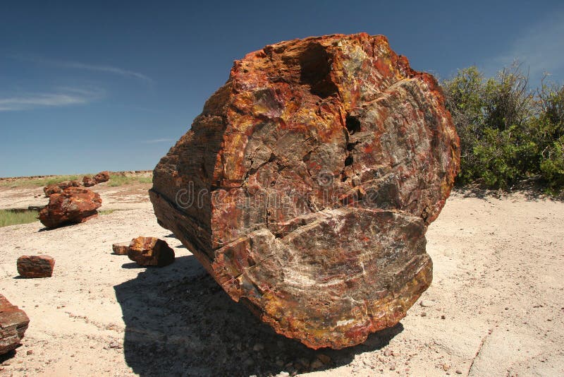 Fossilized Tree - Petrified Forest National Park Stock Photo - Image of ...
