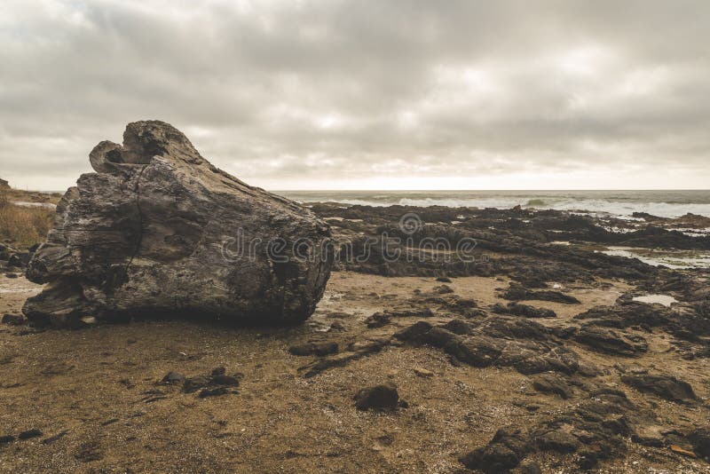 Fossilized Tree Stump on Rocky, Cloudy Shore. Stock Image - Image of ...