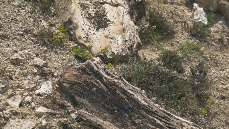 Fossilized Tree Trunk in Specimen Ridge Stock Video - Video of ...