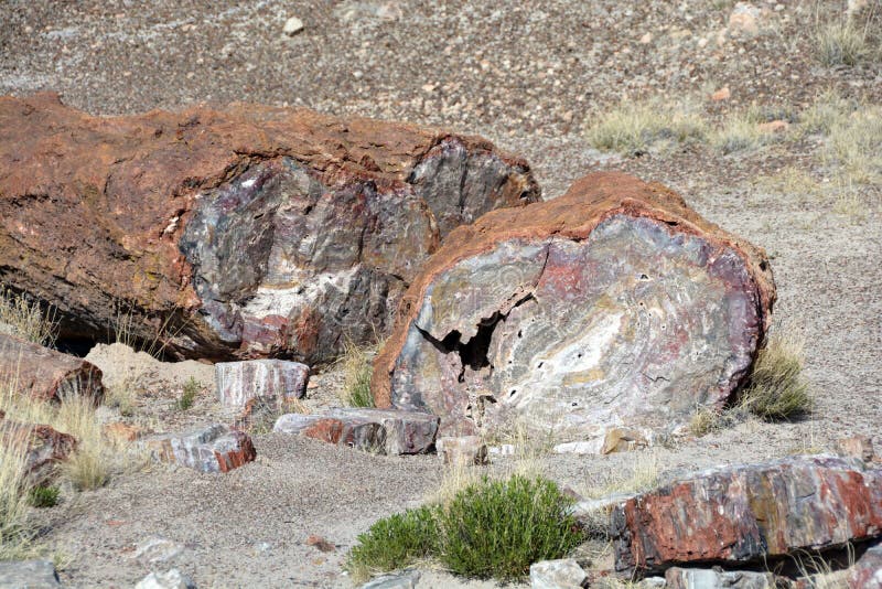 Fossilized Tree Trunks from the Triassic Period Stock Image - Image of ...