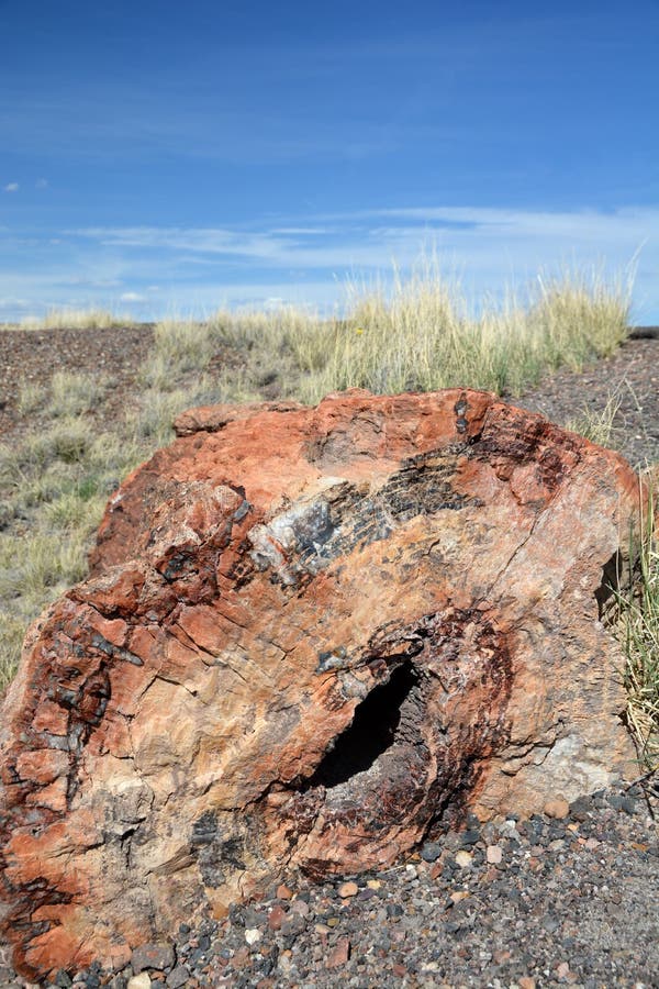 Fossilized Tree Trunks from the Triassic Period Stock Image - Image of ...